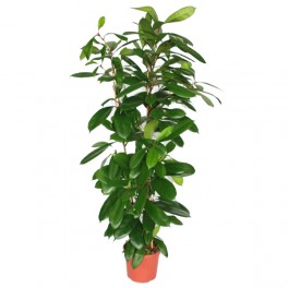 Ficus Robusta - Germigarden