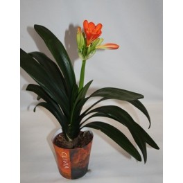 Acheter clivia pour 14,95 € - Plantes d'intérieur à Germigarden