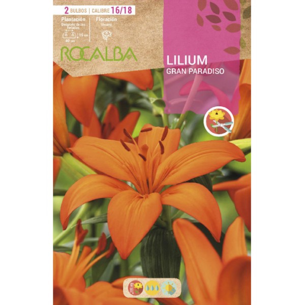 Bulbo de lilium en Germigarden