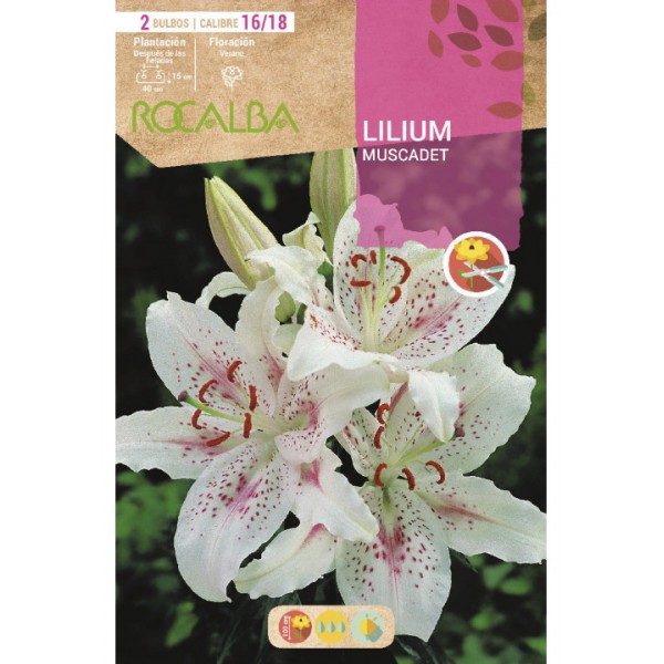 Bulbo de lilium en Germigarden