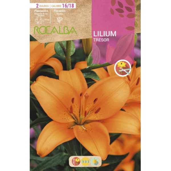 Bulbo de lilium en Germigarden
