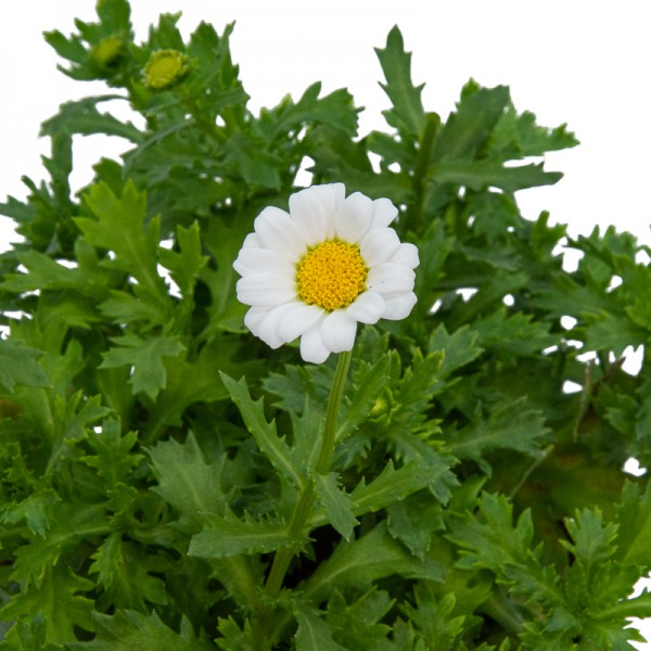 Achetez leucanthemum paludosum ou paludosum pour 1,95€ chez Germigarden