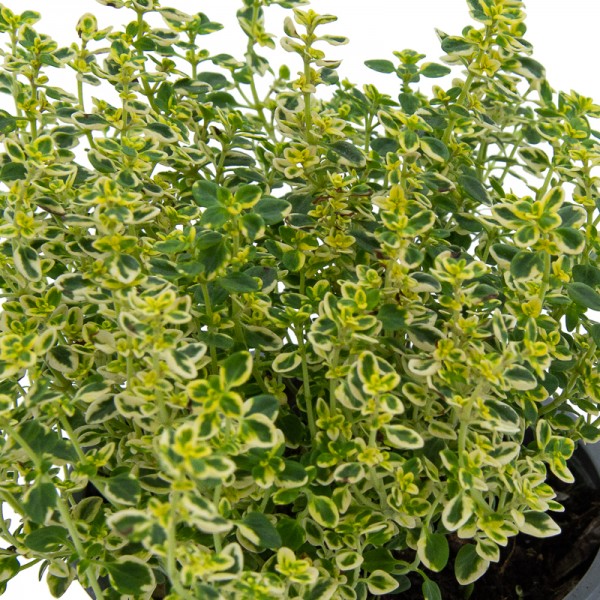 Tomillo citrodorus o tomillo limón