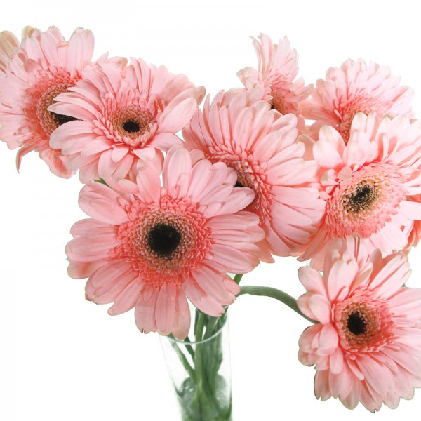 Gerbera rosa claro