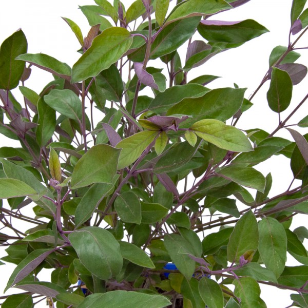 Comprar vitrex en Germigarden