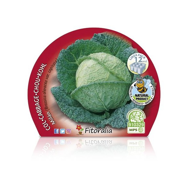 Planter col Milan natural (1 o 6 o 12 unitats) - Germigarden