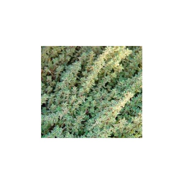 Tomillo citrodorus o tomillo limón