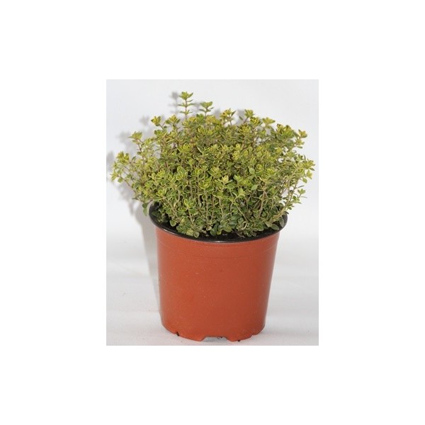 Tomillo Limón Como Cobertura Del Suelo