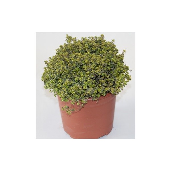 Tomillo citrodorus o tomillo limón