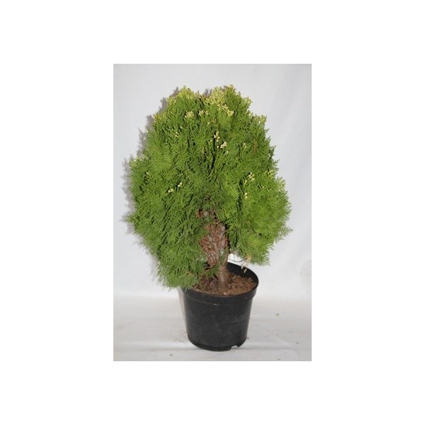 Thuya Aurea Pyramidale (pot 25 cm ø) - Germigarden