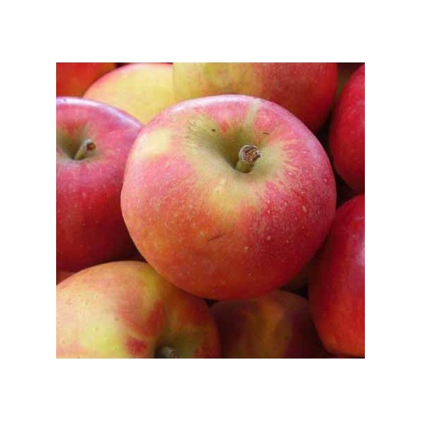 Manzano Fuji de 2 años por 17.95€ en Germigarden