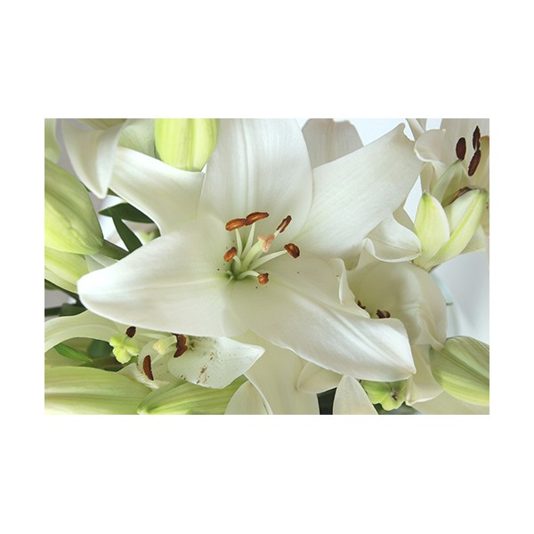 Lilium blanco