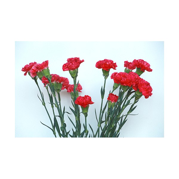 rote Nelke