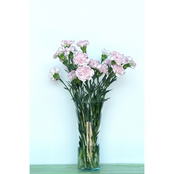 Clavel blanco y granate